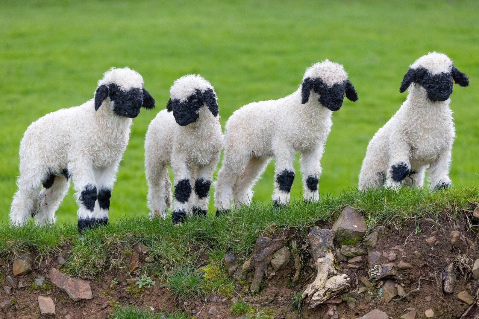 About Us – Halsbury Valais Blacknose Sheep – Devon