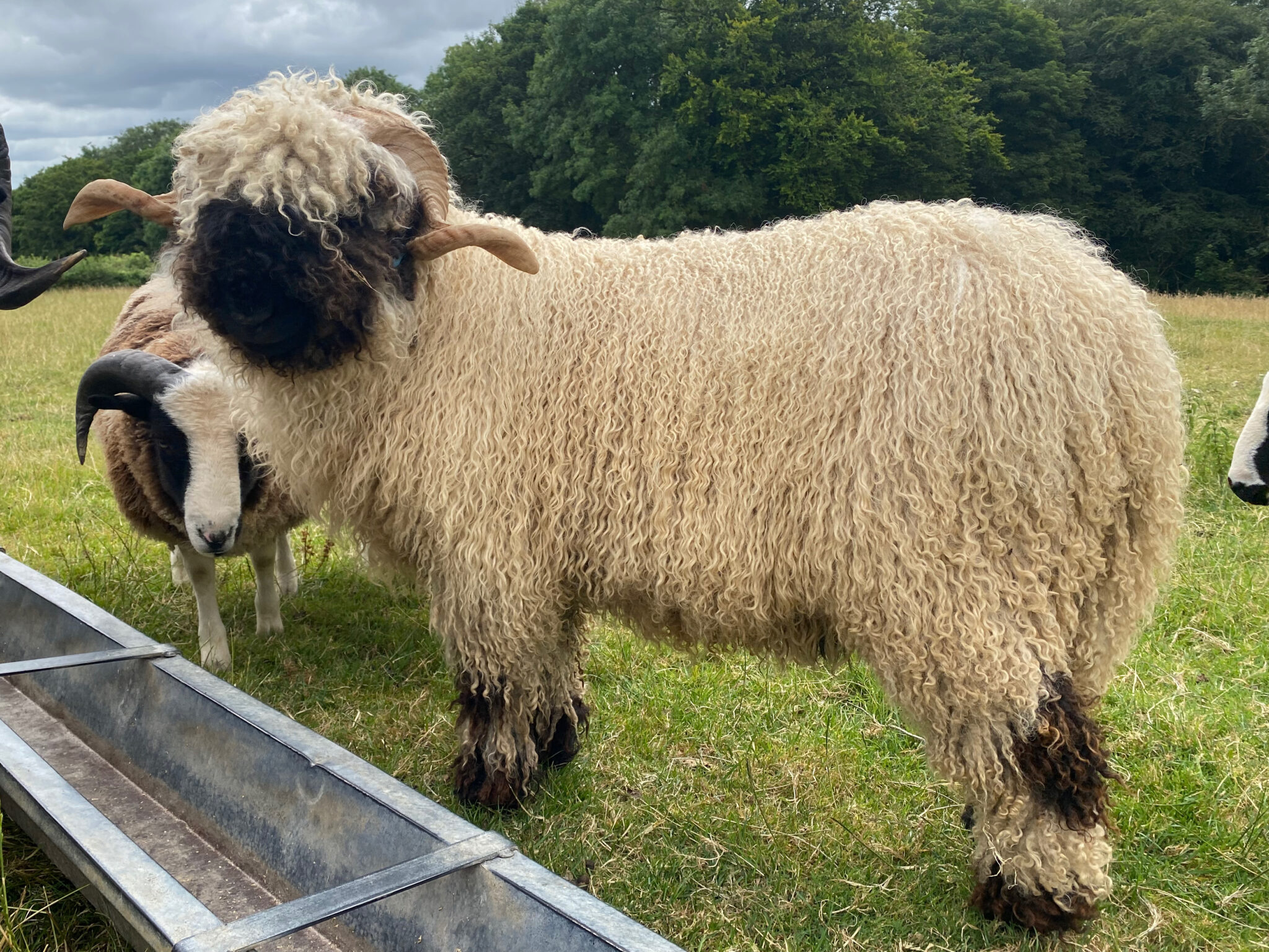 For Sale – Halsbury Valais Blacknose Sheep – Devon
