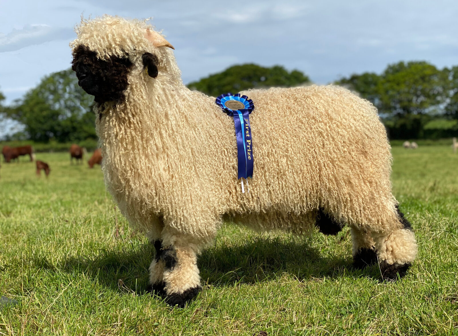 For Sale – Halsbury Valais Blacknose Sheep – Devon