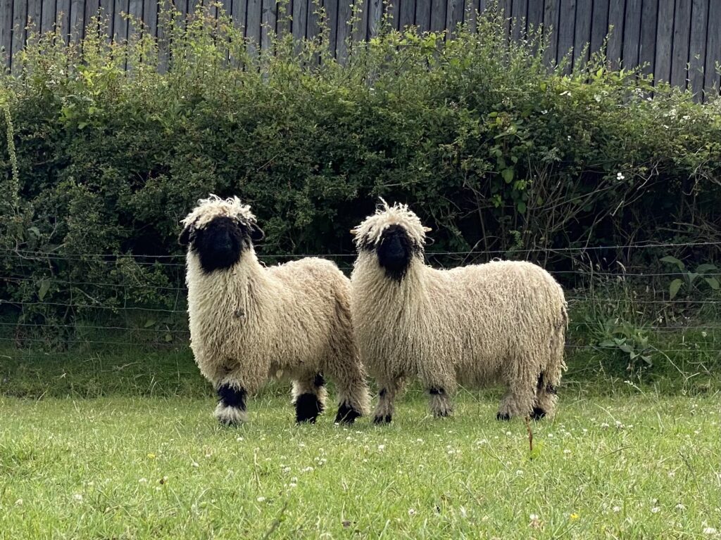 For Sale – Halsbury Valais Blacknose Sheep – Devon